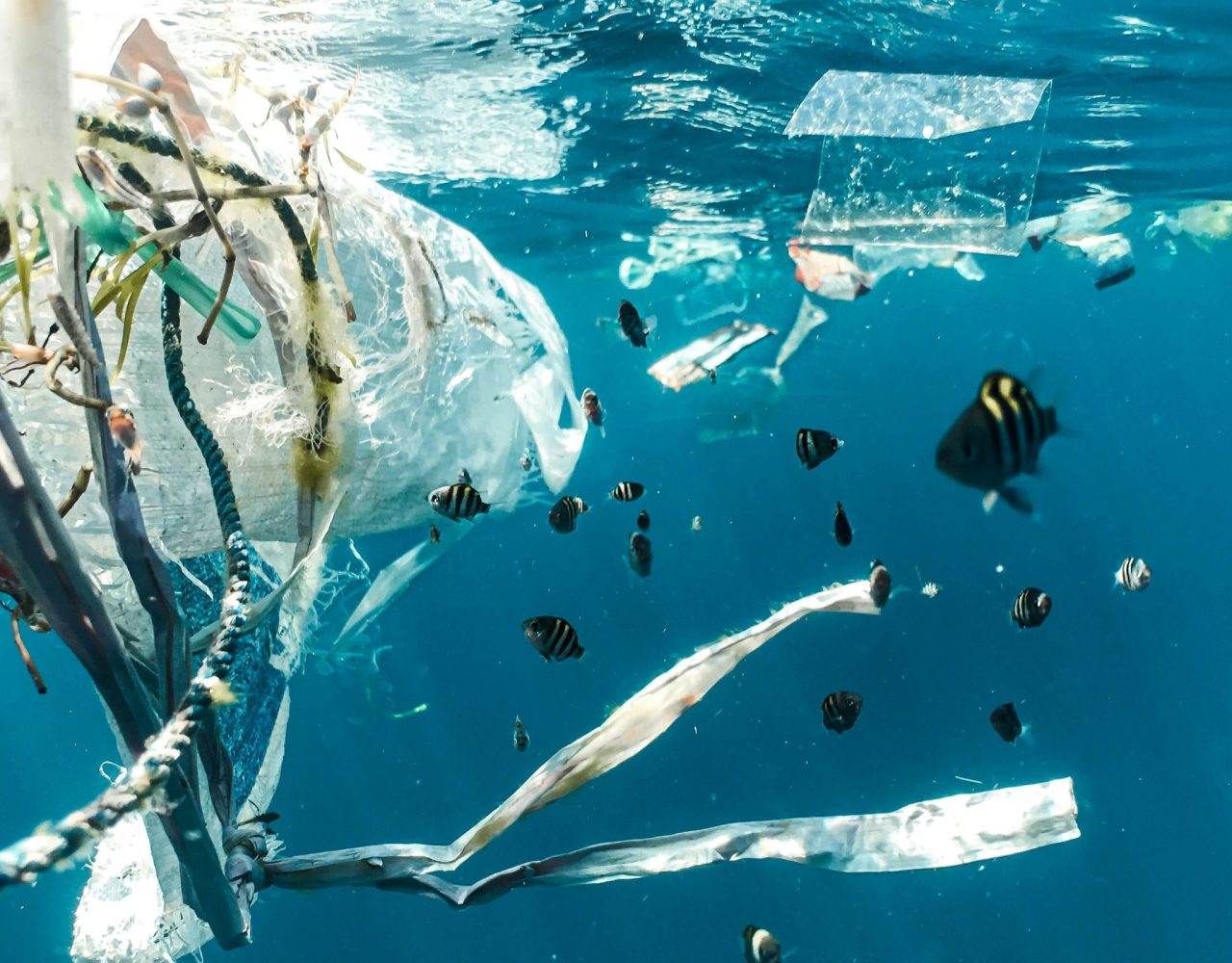 Impacto del plástico en los océanos - Reducir Plástico